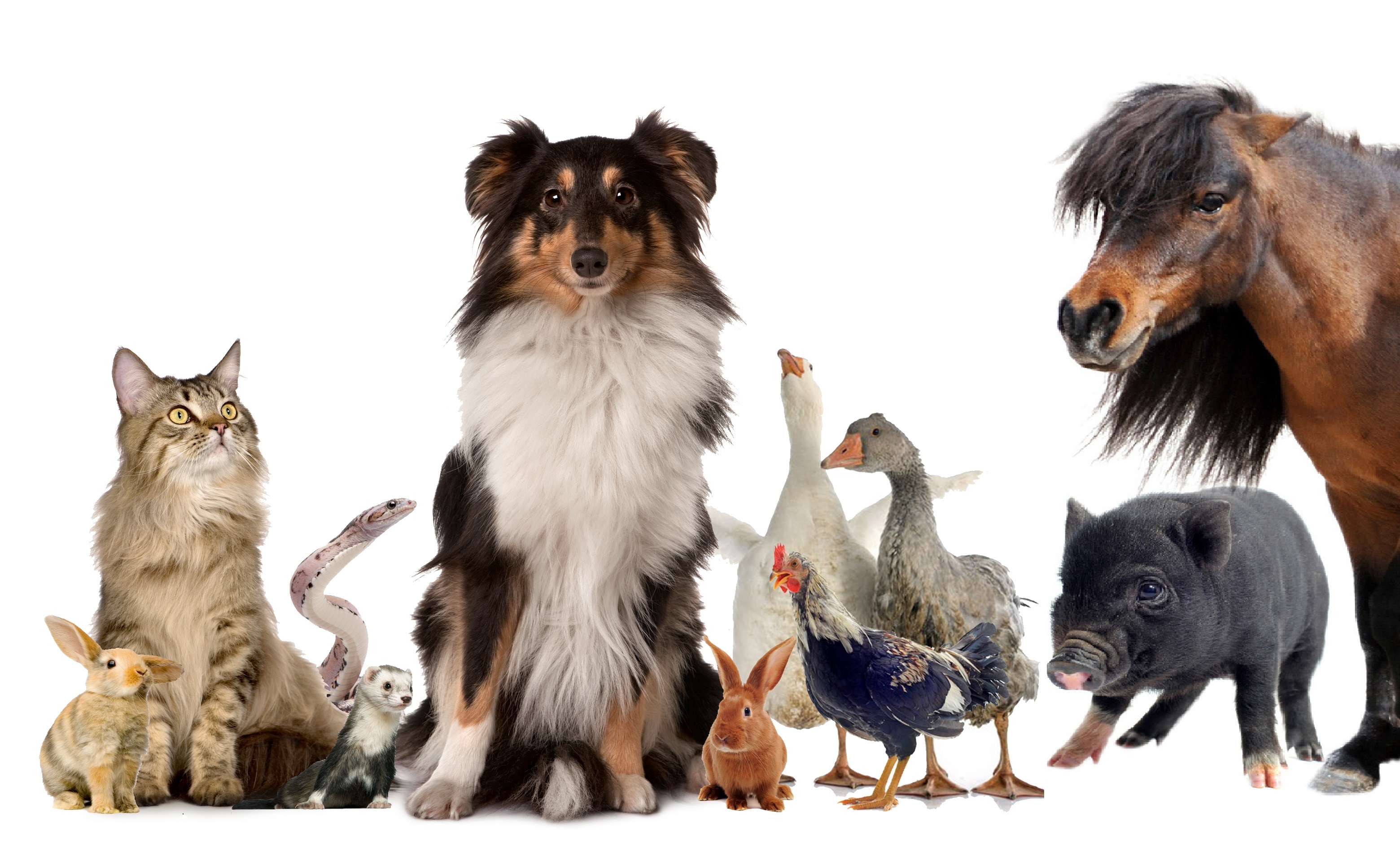 Cruise 1323 Adelaide